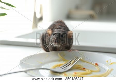 Rat Near Dirty Plate Image & Photo (Free Trial) | Bigstock