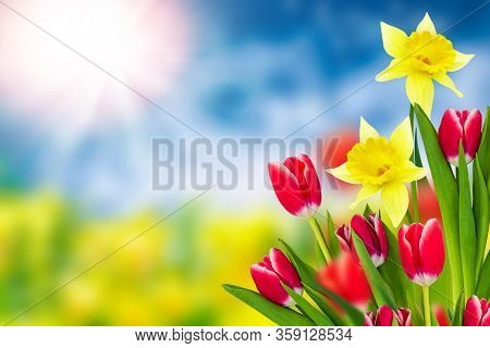 Spring Flowers Tulips Image & Photo (Free Trial) | Bigstock