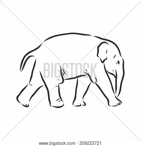 Baby Elephant Outline Vector & Photo (Free Trial) | Bigstock