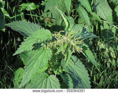 Sting Nettle Closeup: Image & Photo (Free Trial) | Bigstock