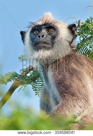 Leader Pack Monkeys Image & Photo (Free Trial) | Bigstock
