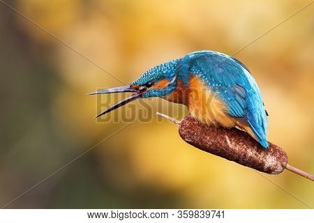 Angry Common Image & Photo (Free Trial) | Bigstock