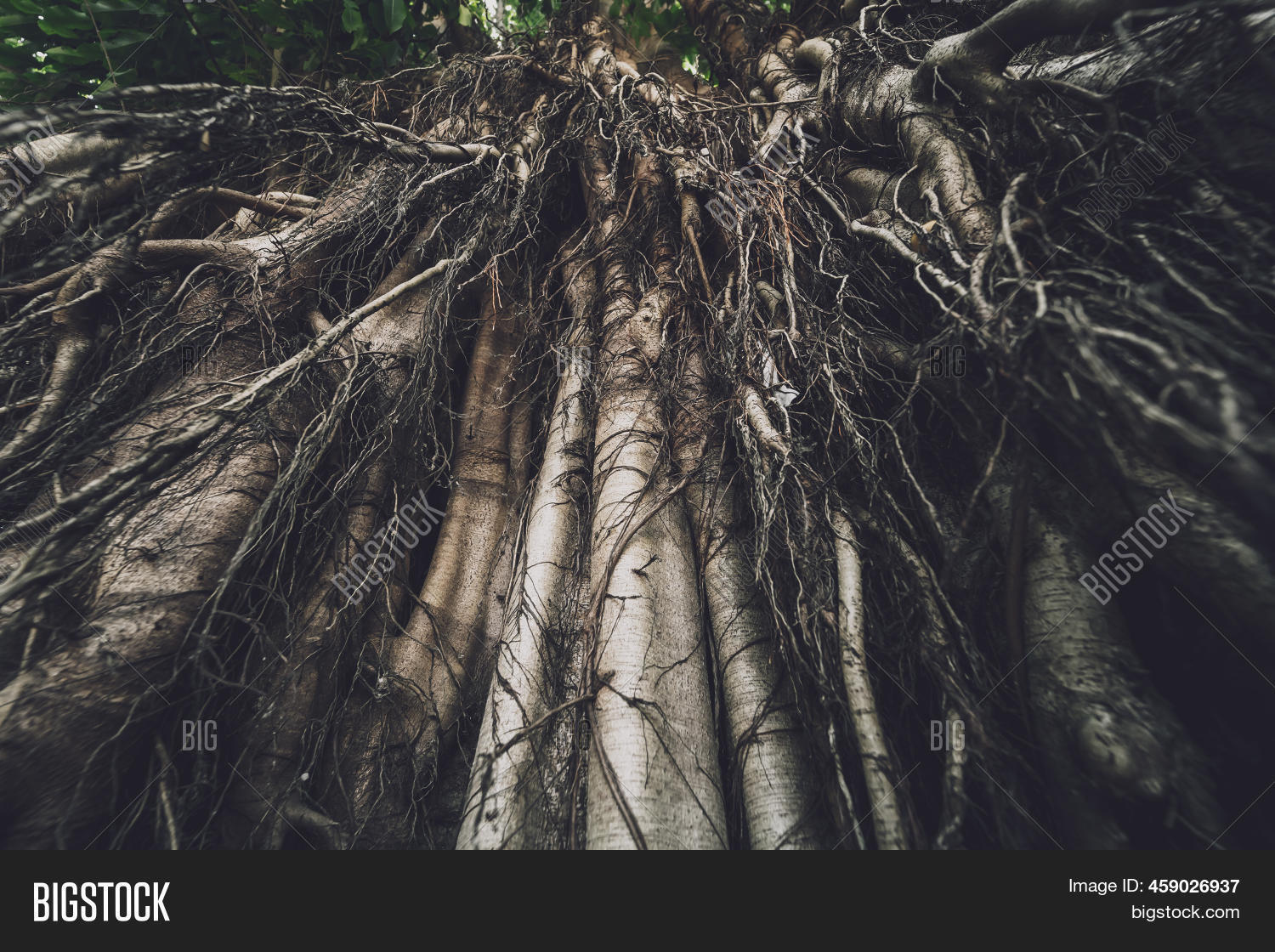 Roots Banyan Tree Image & Photo (Free Trial) | Bigstock