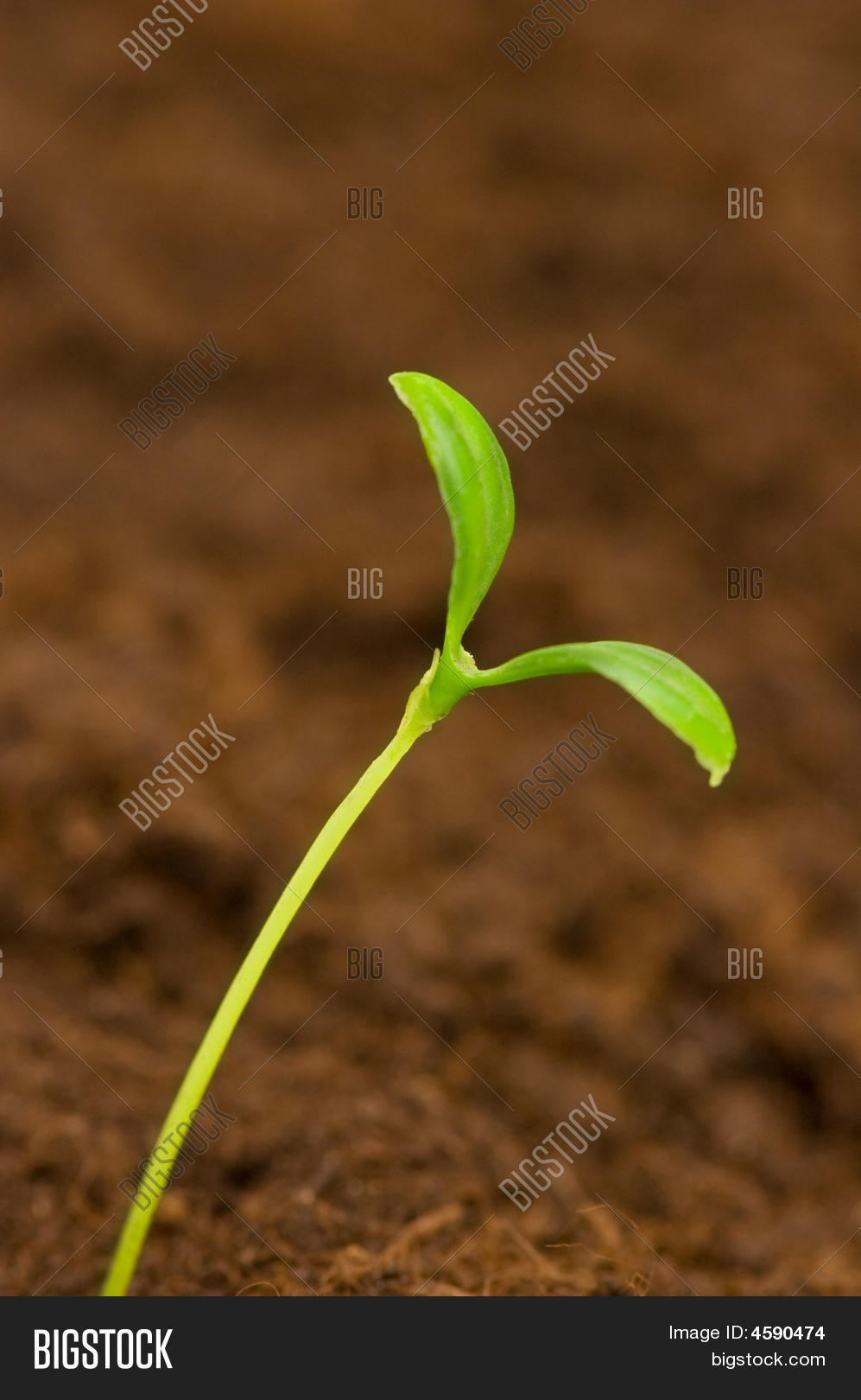 One Green Seedling Image & Photo (Free Trial) | Bigstock