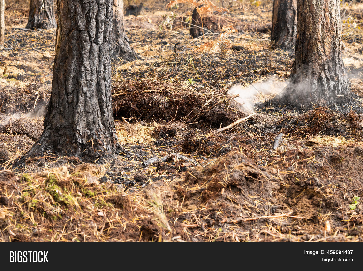Smoke Rising Burned Image & Photo (Free Trial) | Bigstock