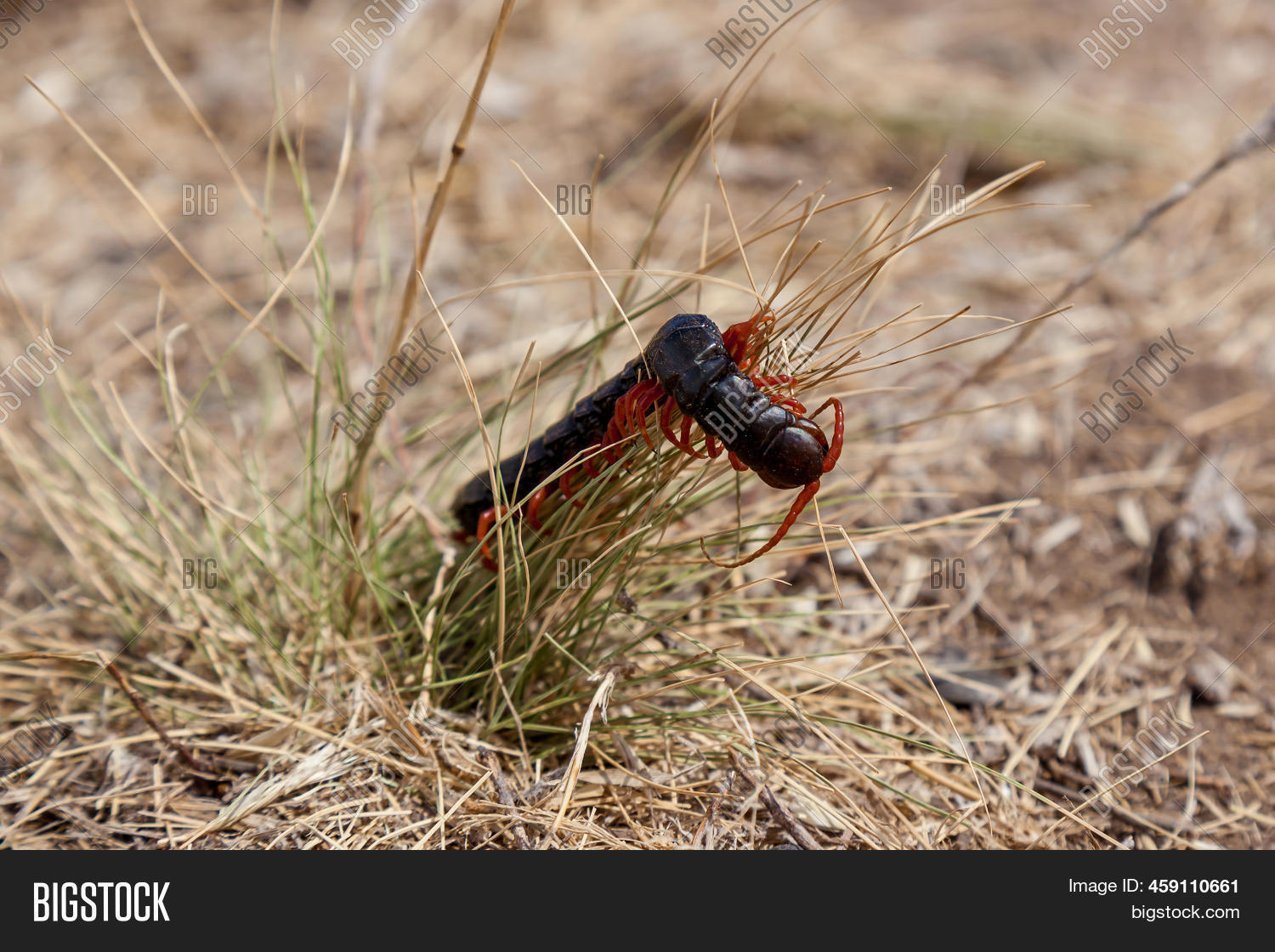 Centipede Invertebrate Image & Photo (Free Trial) | Bigstock