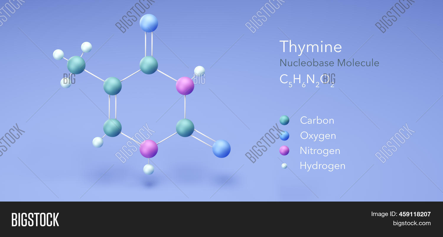 Thymine Molecule