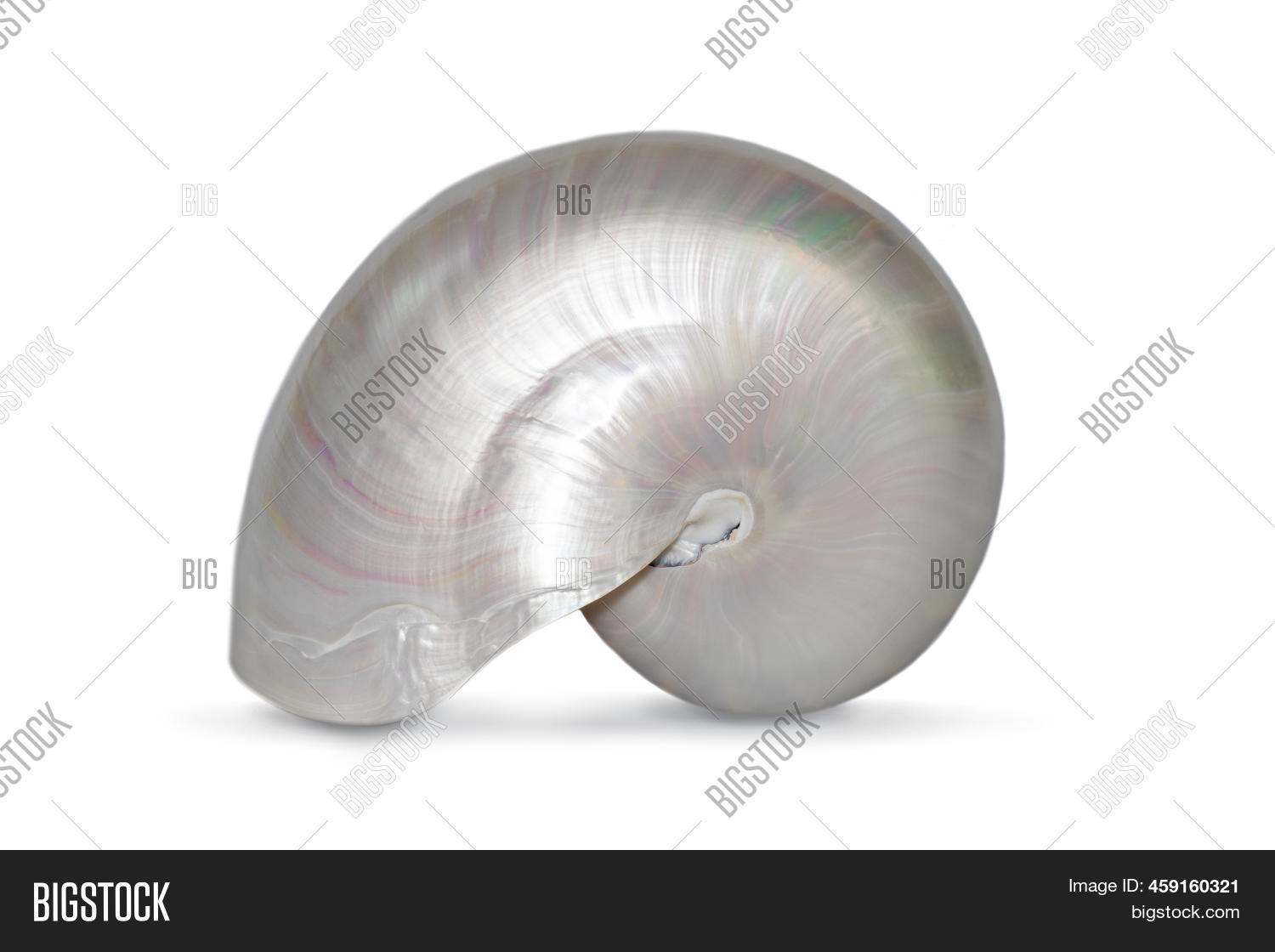 Image Pearl Shell Image & Photo (Free Trial) | Bigstock