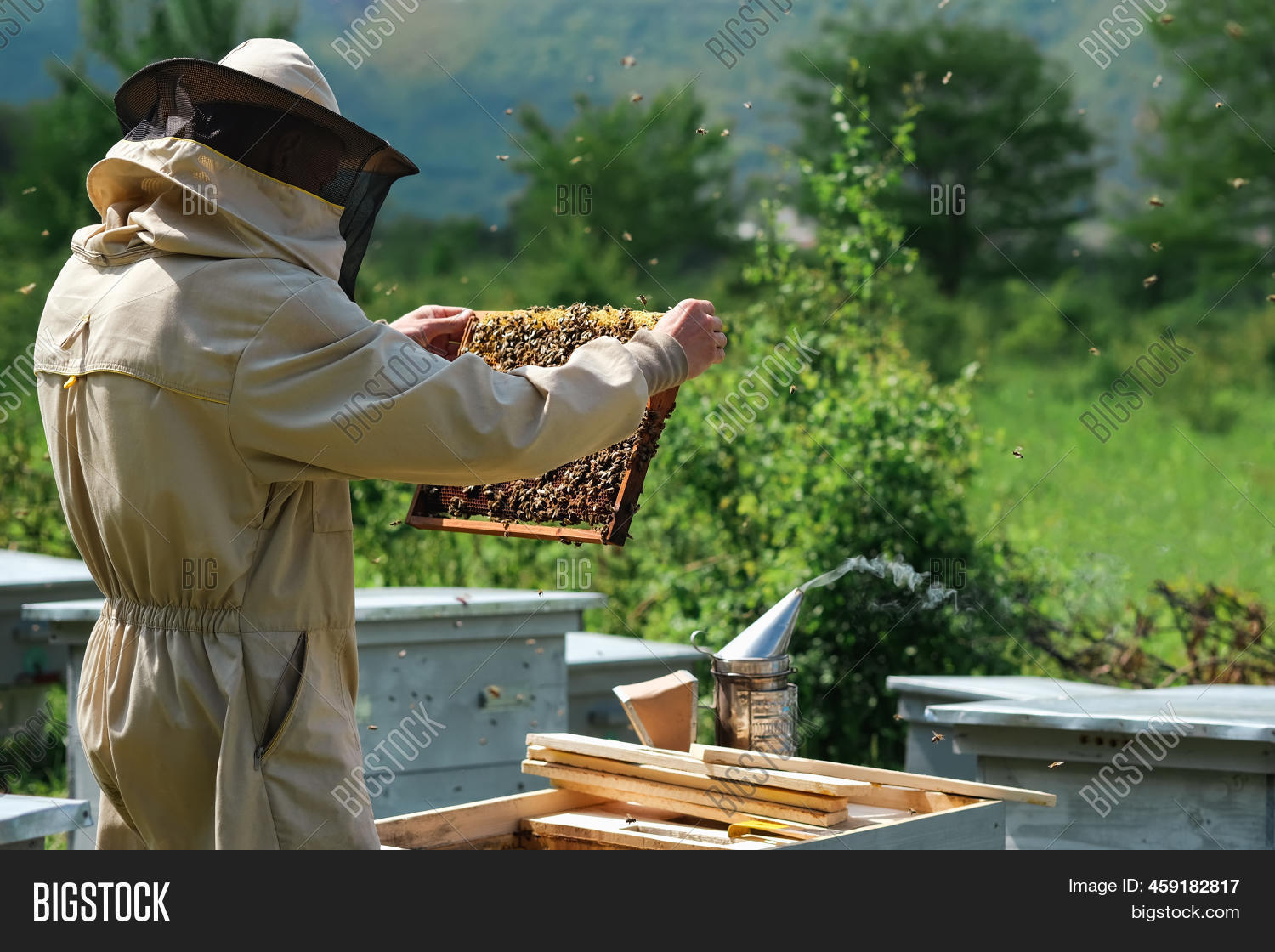 Beekeeper Removing Image & Photo (Free Trial) | Bigstock