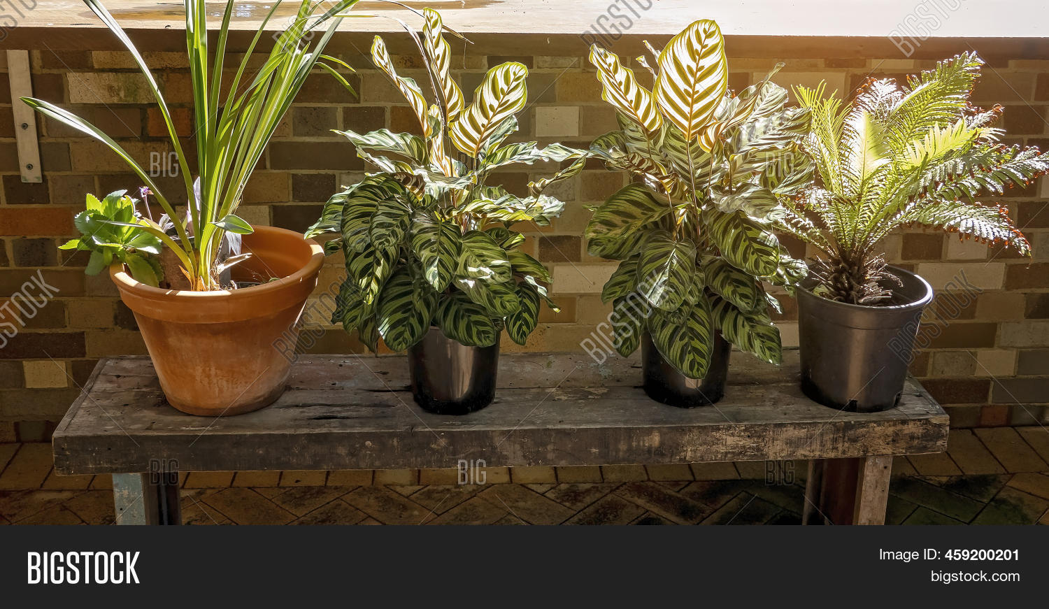 Four Pot Plants Image & Photo (Free Trial) | Bigstock