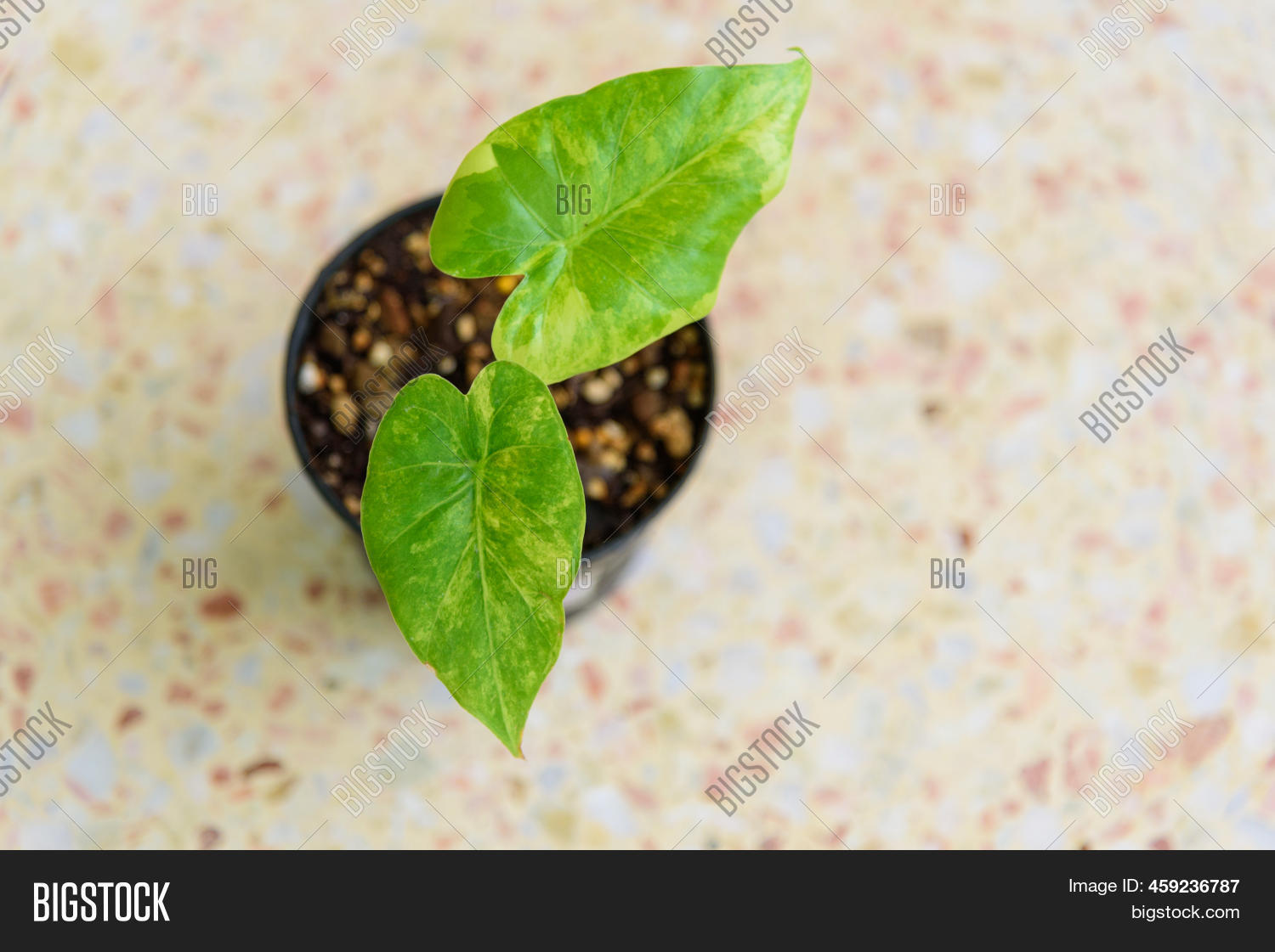 Little Sapling Image & Photo (Free Trial) | Bigstock