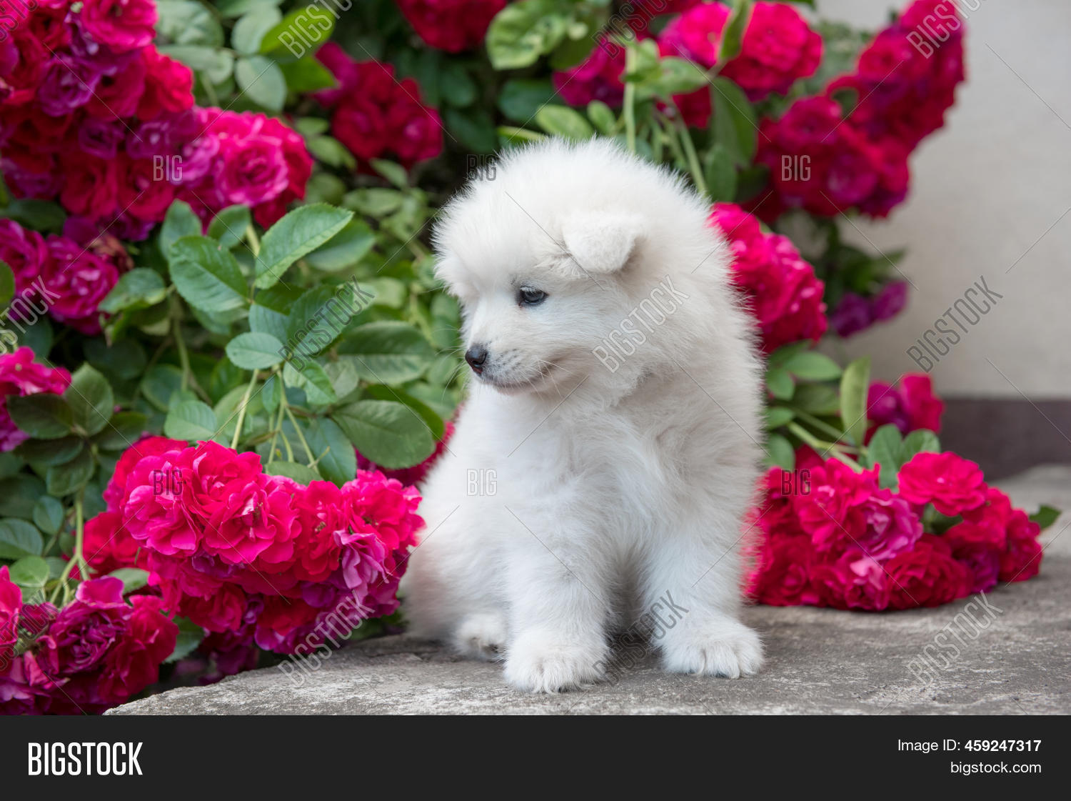 White Furry Samoyed Image & Photo (Free Trial) | Bigstock