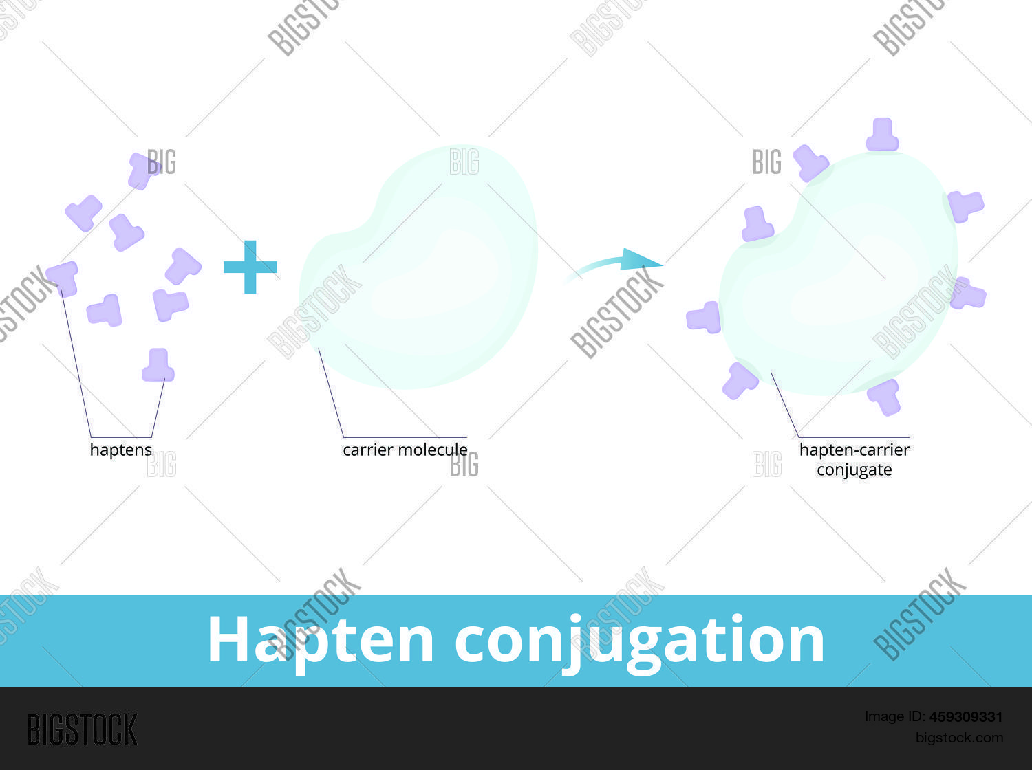 Hapten Conjugation. Vector & Photo (Free Trial) | Bigstock