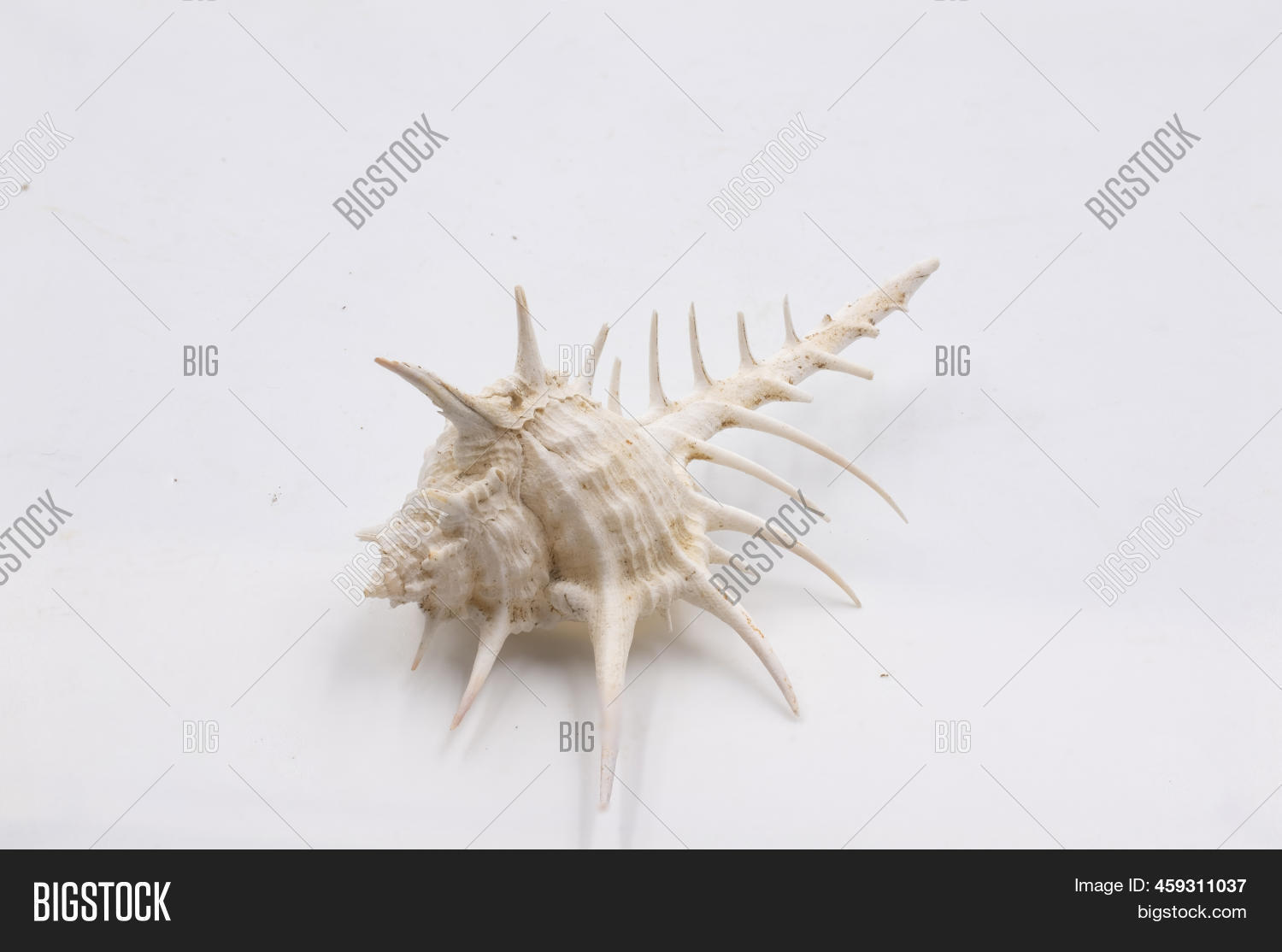 Sea Shell Clam Shell Image & Photo (Free Trial) | Bigstock