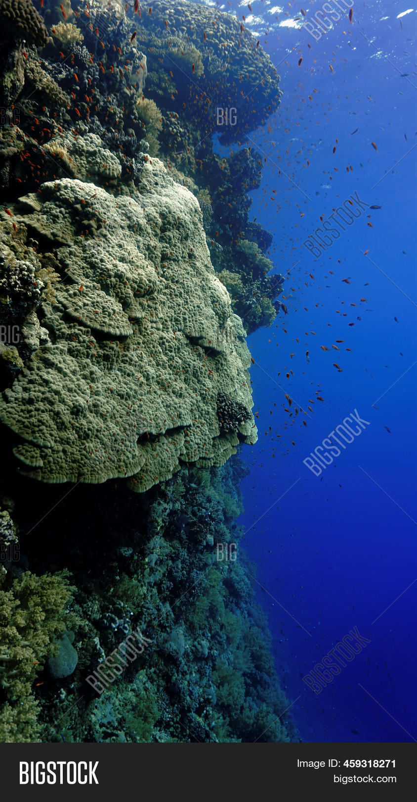 Underwater Photo Image & Photo (Free Trial) | Bigstock