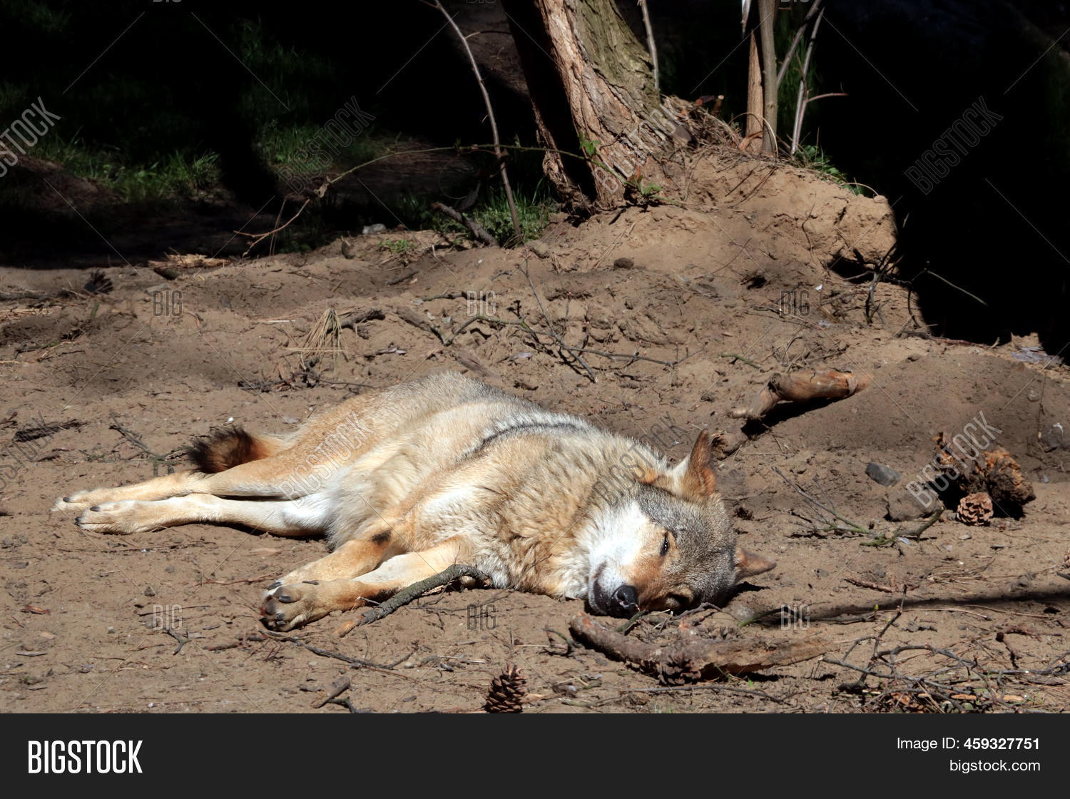 Wolf Lies On Sand Sun Image & Photo (Free Trial) | Bigstock