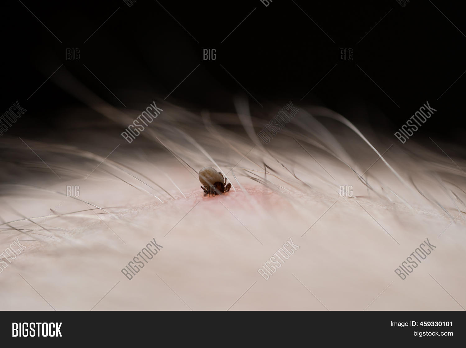 Teak Chelicerae Image & Photo (Free Trial) | Bigstock