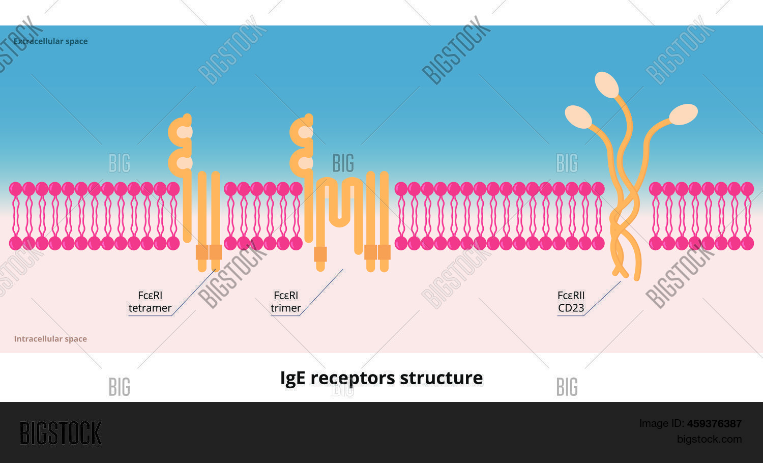 Ige Receptors Vector & Photo (Free Trial) | Bigstock
