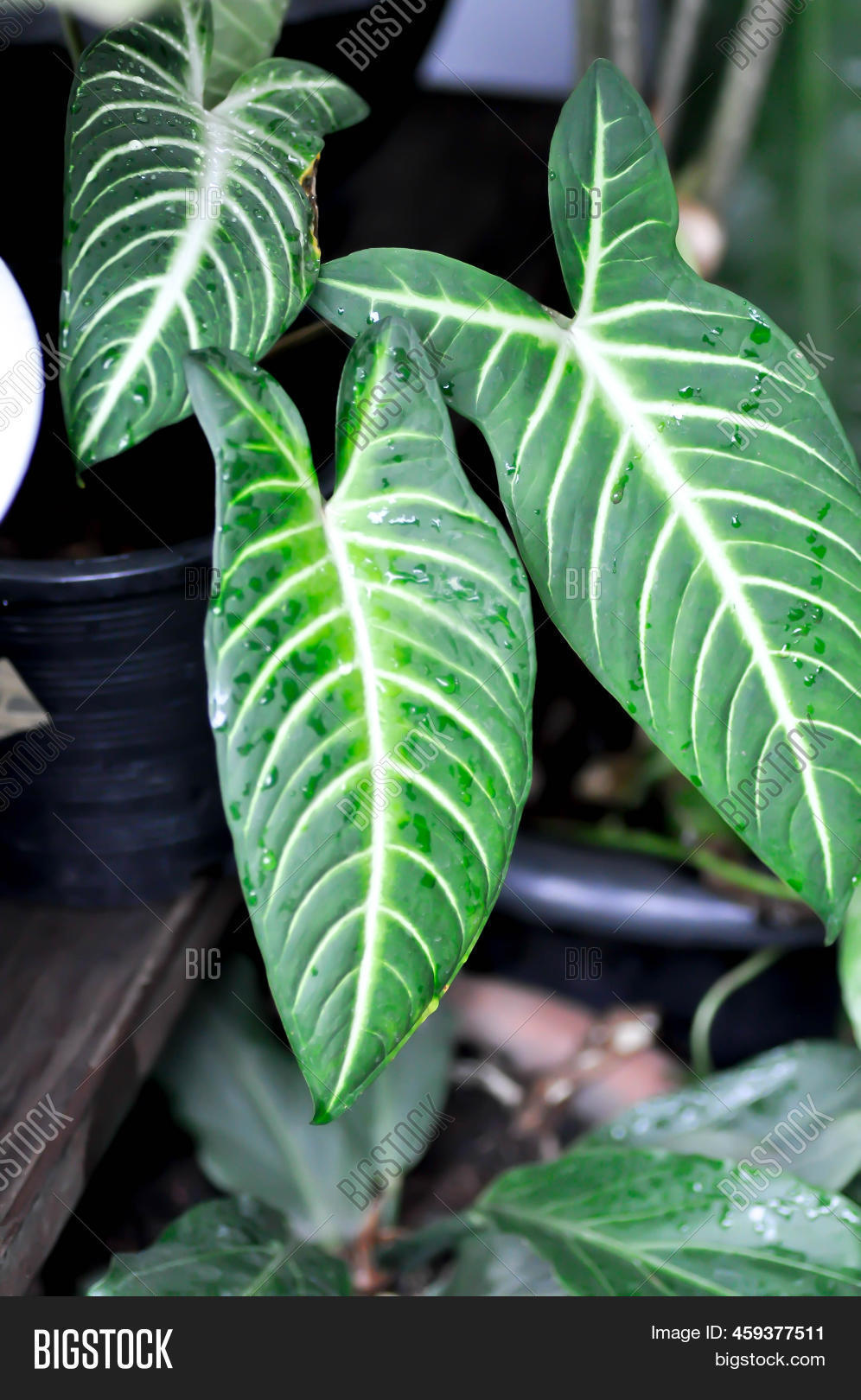 Caladium Lindenii, Image & Photo (Free Trial) | Bigstock