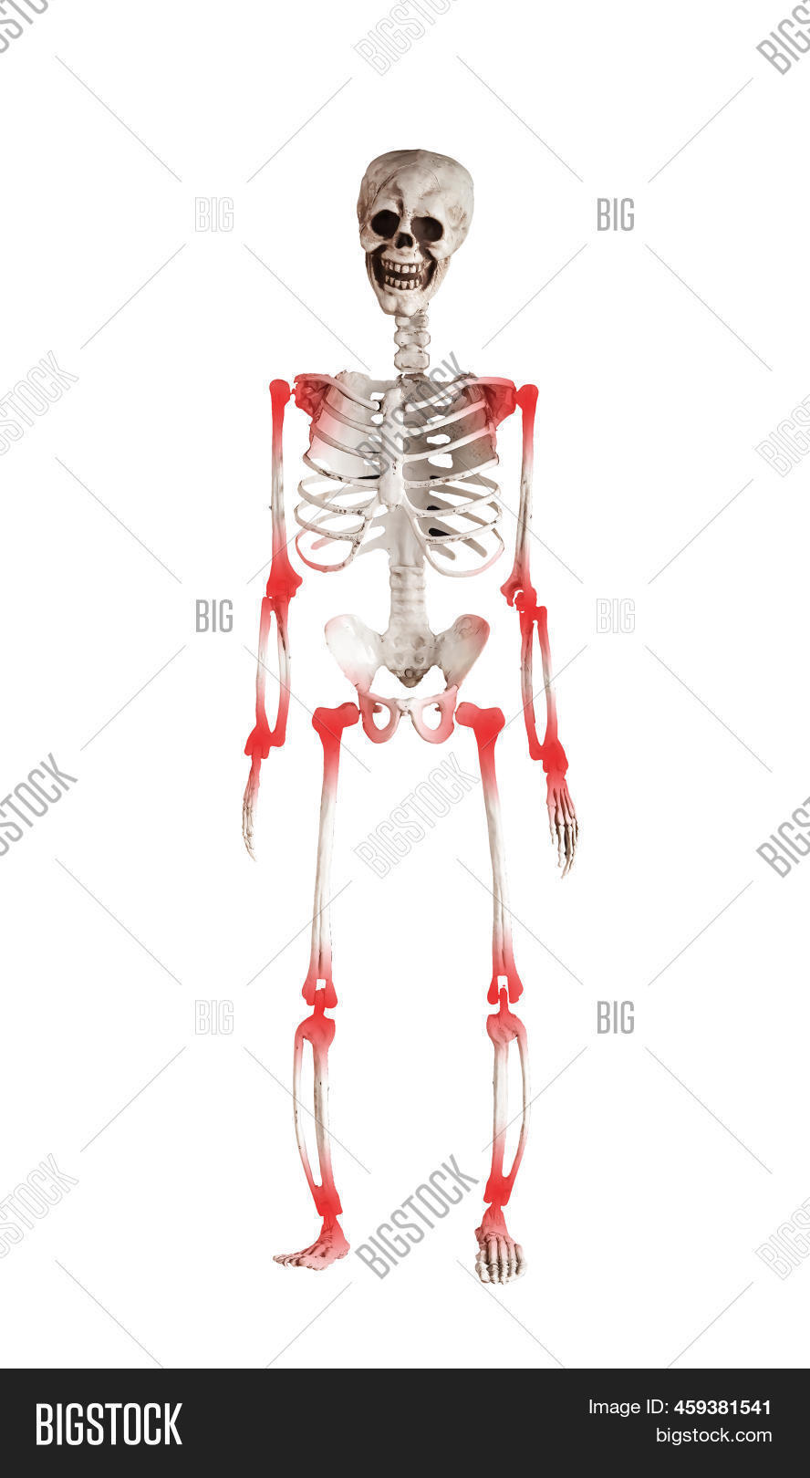 Skeleton Isolated On Image & Photo (Free Trial) | Bigstock