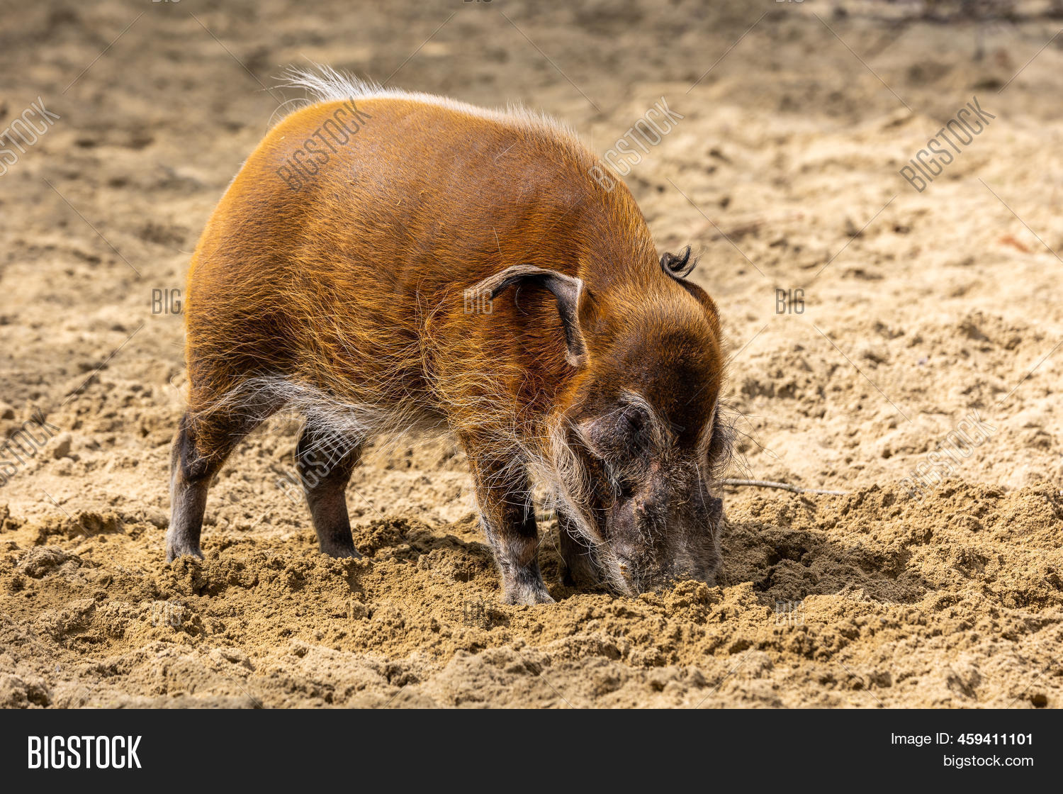 Red River Hog, Image & Photo (Free Trial) | Bigstock