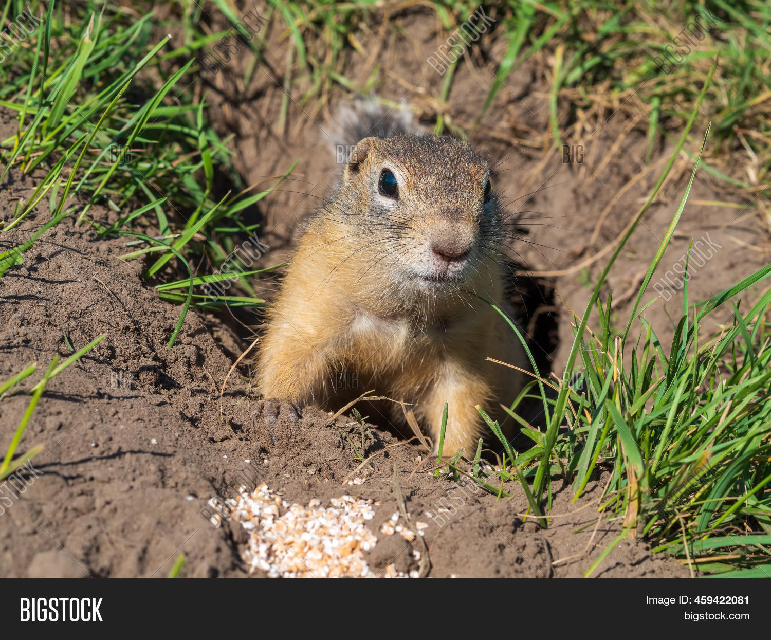 Gopher On Lawn Image & Photo (Free Trial) | Bigstock