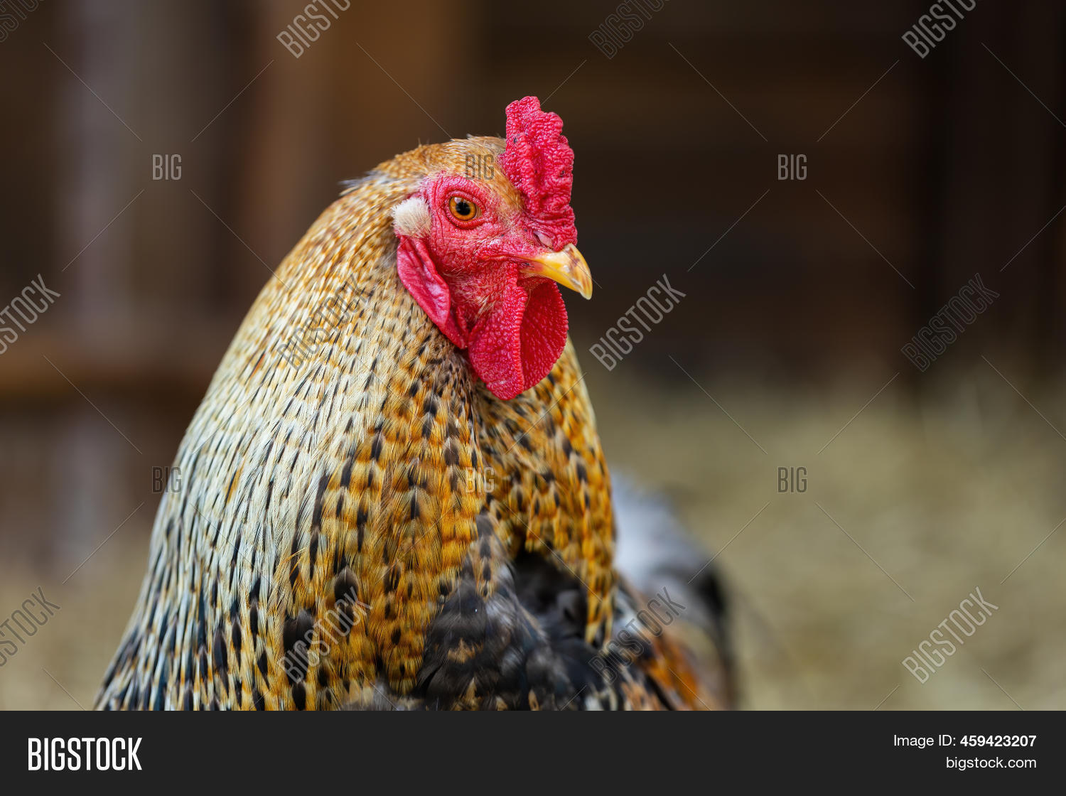 Rooster Looking Into Image & Photo (Free Trial) | Bigstock