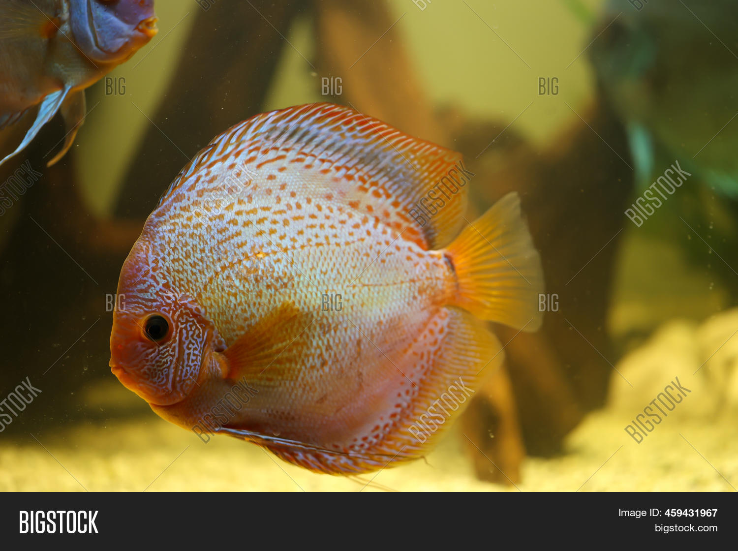 Portrait Beautiful Image & Photo (Free Trial) | Bigstock