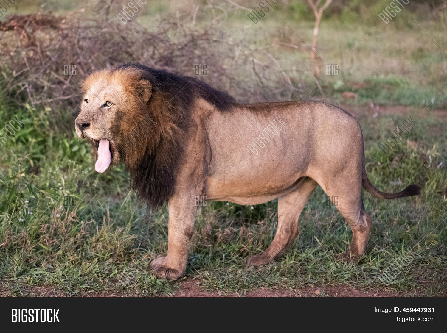 African Lion Specimen Image & Photo (Free Trial) | Bigstock
