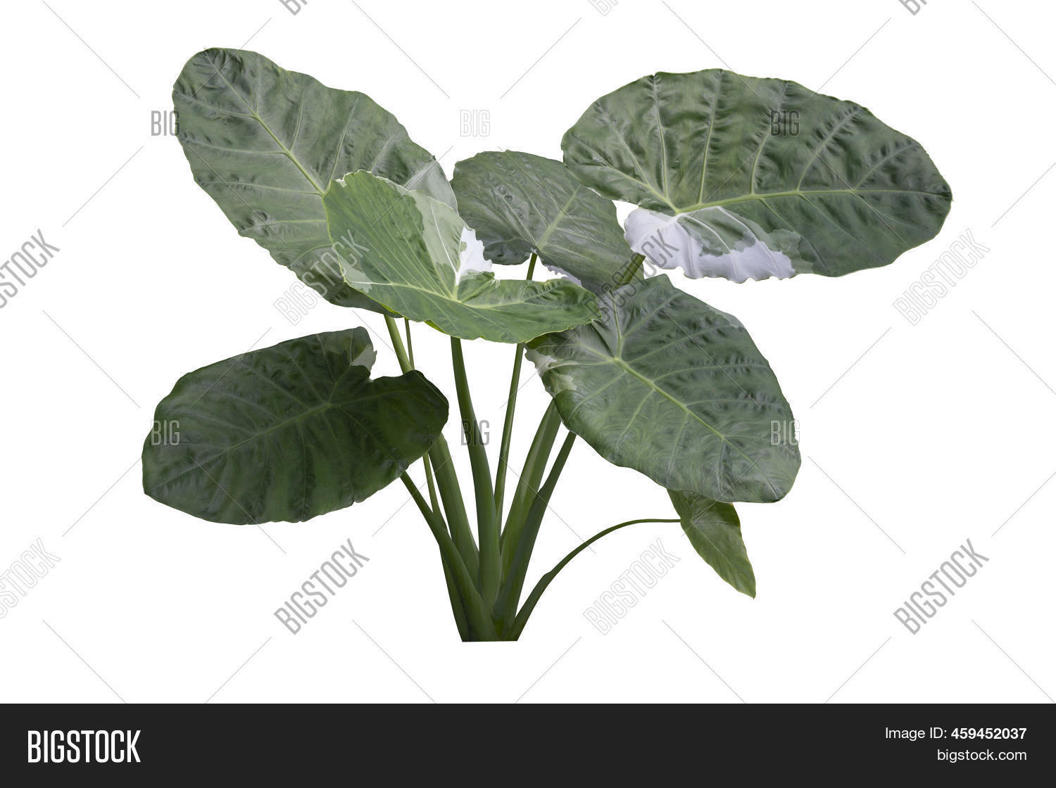 Alocasia Macrorrhizos Image & Photo (Free Trial) | Bigstock