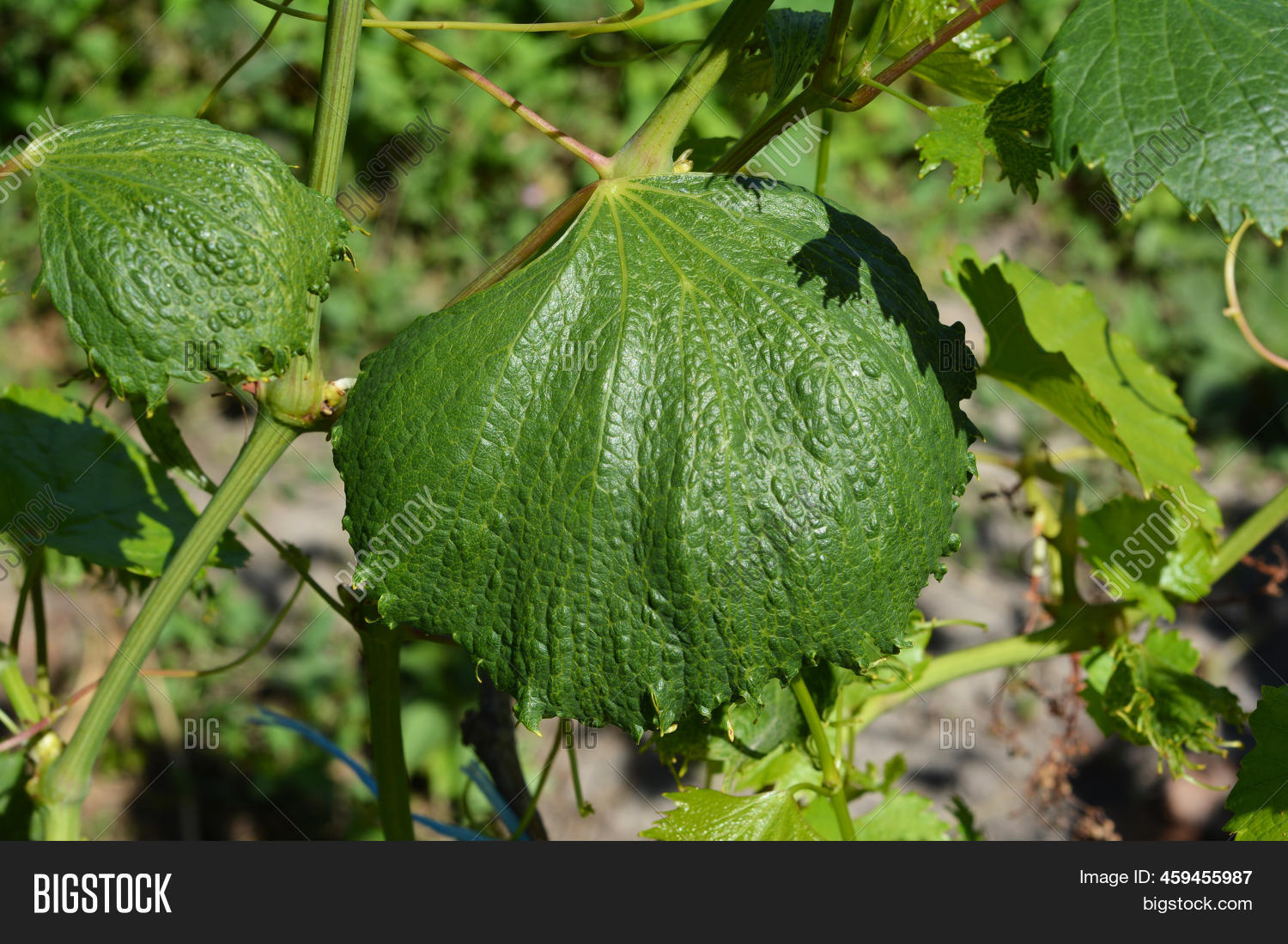 Wrinkled Grape Vine Image & Photo (Free Trial) | Bigstock