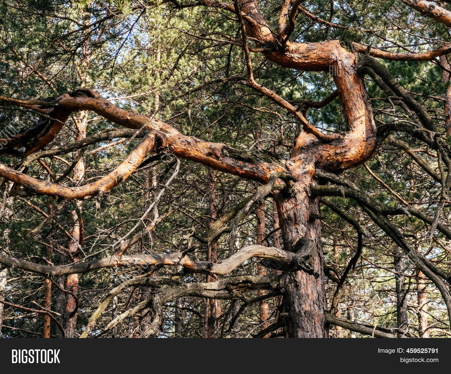 Dead Old Pine Tree Image & Photo (Free Trial) | Bigstock