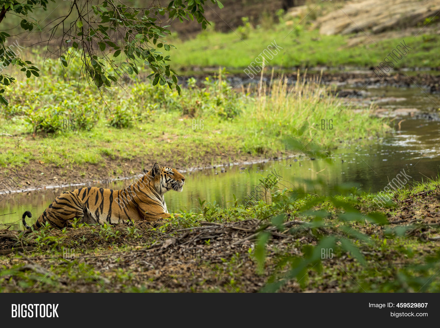 Wild Bengal Tiger Image & Photo (Free Trial) | Bigstock