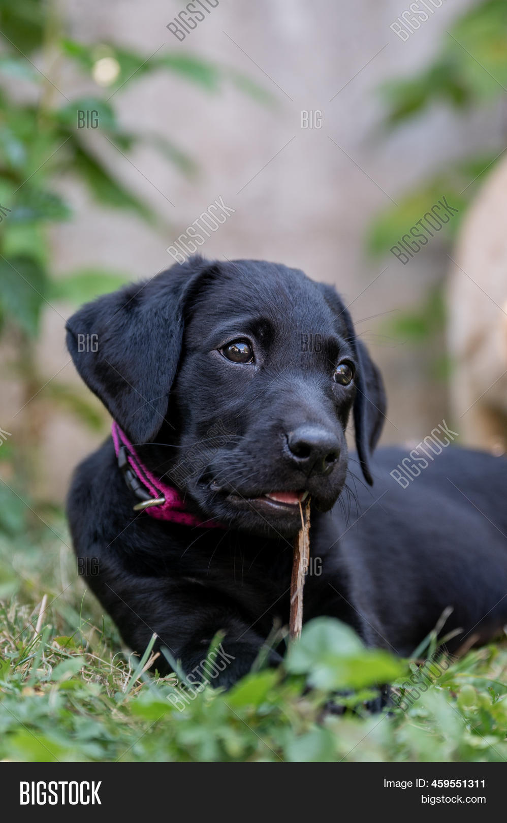 Adorable Purebred Image & Photo (Free Trial) | Bigstock