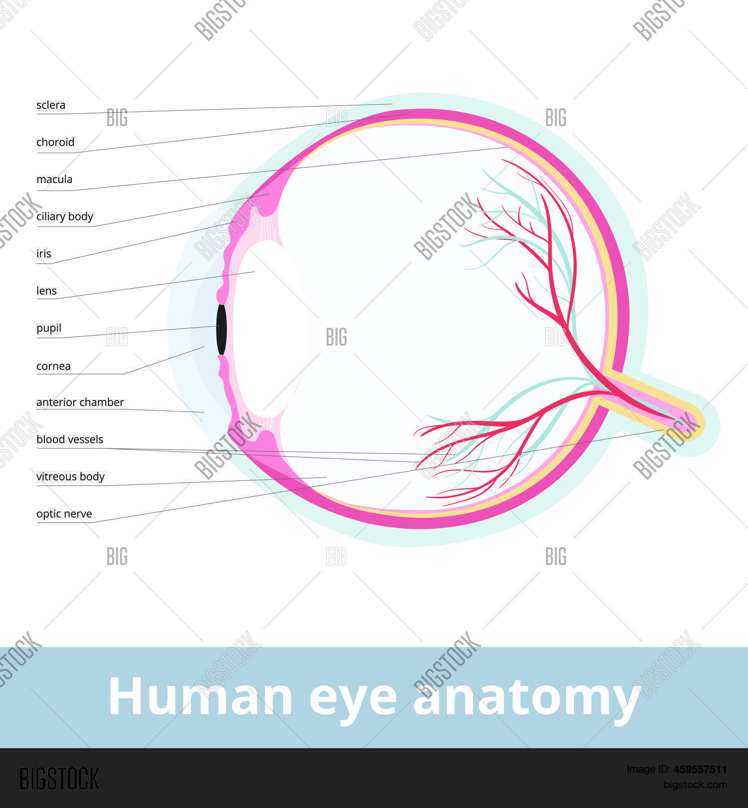 Human Eye Anatomy. Vector & Photo (Free Trial) | Bigstock