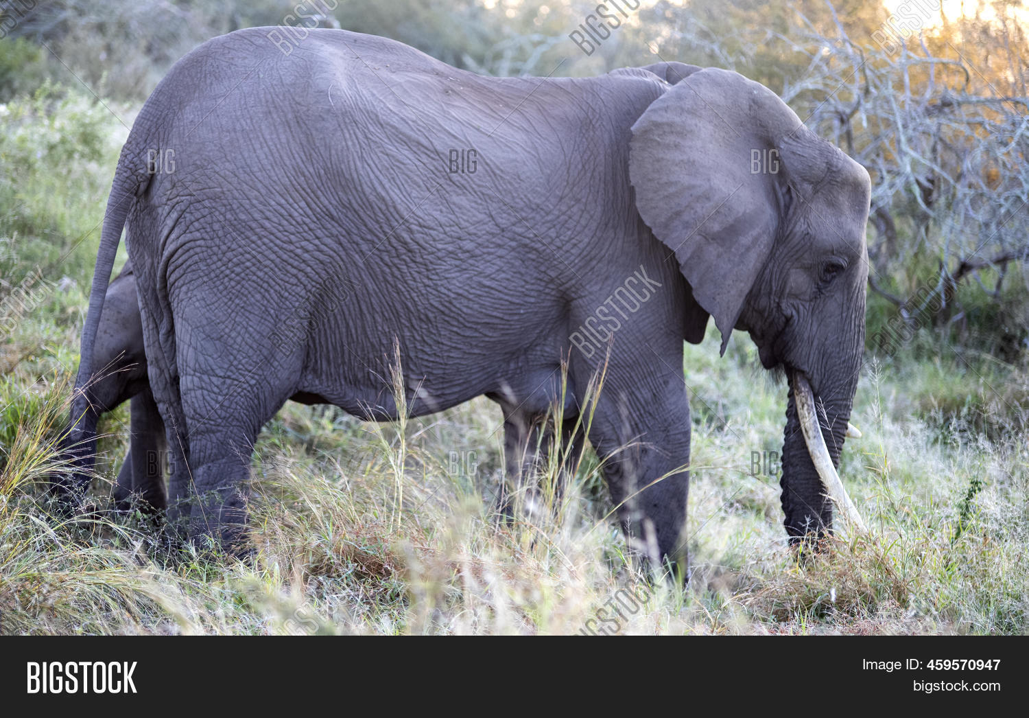 African Elephant Image & Photo (Free Trial) | Bigstock