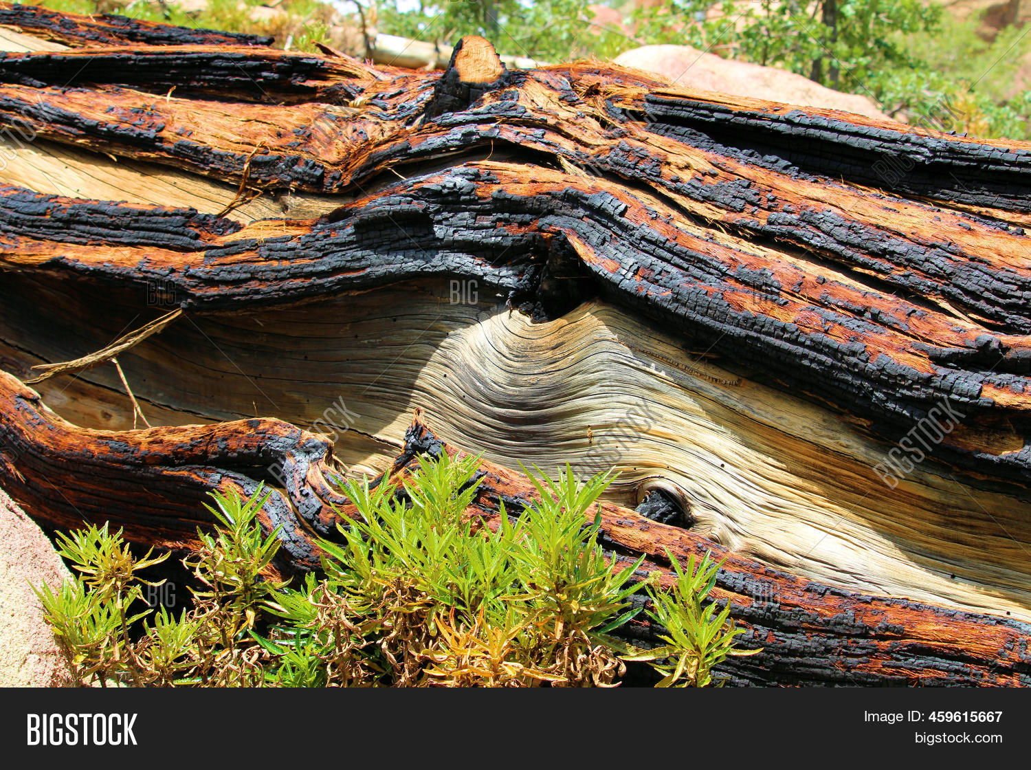 Burnt Log Fallen Pine Image & Photo (Free Trial) | Bigstock