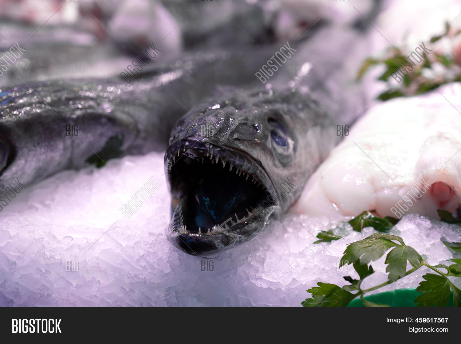 Imagen y foto Hake Fish Open (prueba gratis) | Bigstock