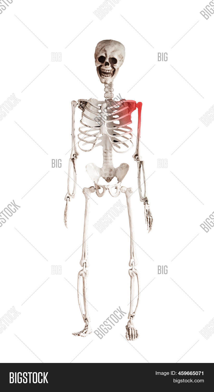 Skeleton Isolated On Image & Photo (Free Trial) | Bigstock