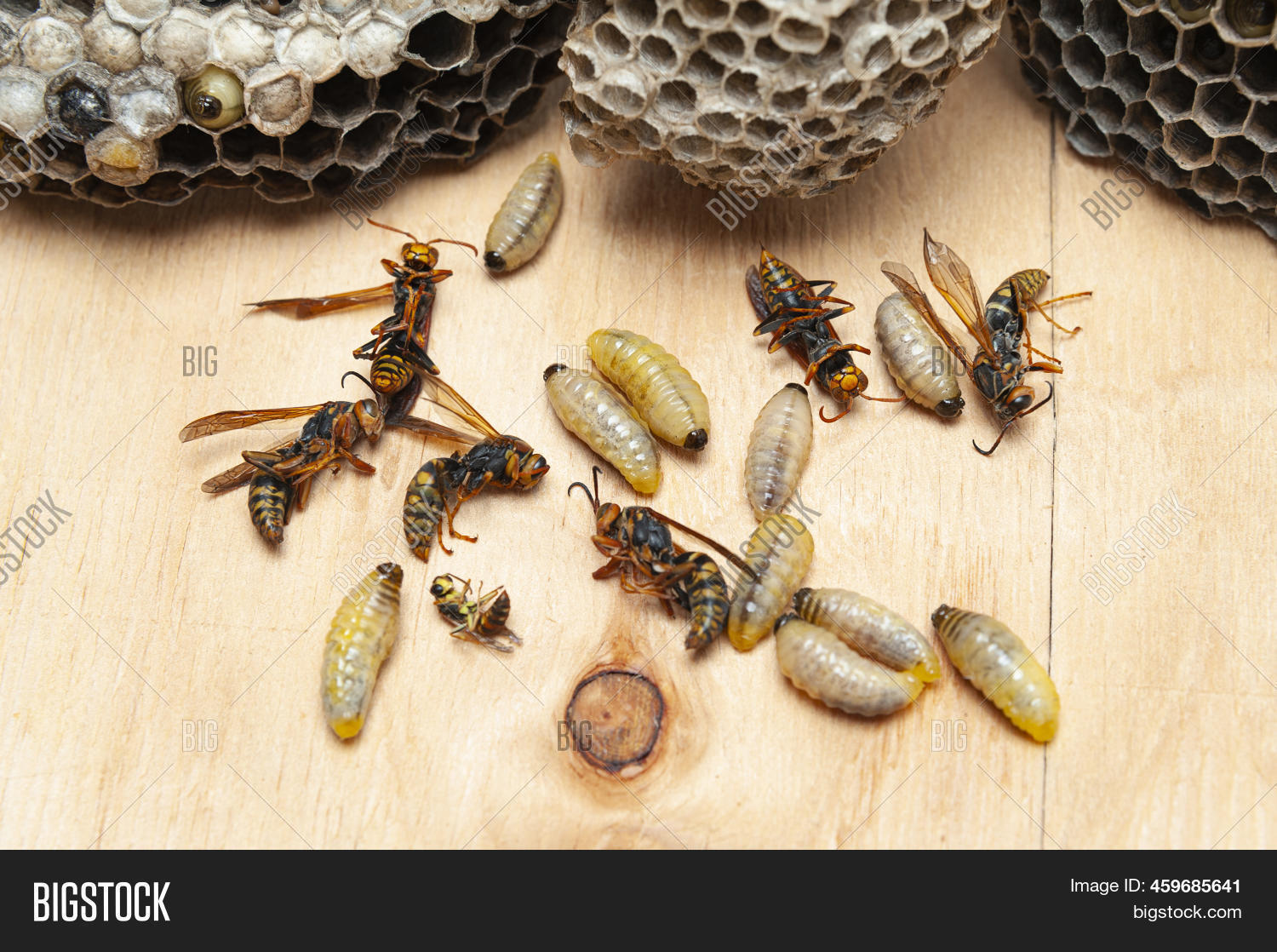 Dead Larvae Wasps Image & Photo (Free Trial) | Bigstock