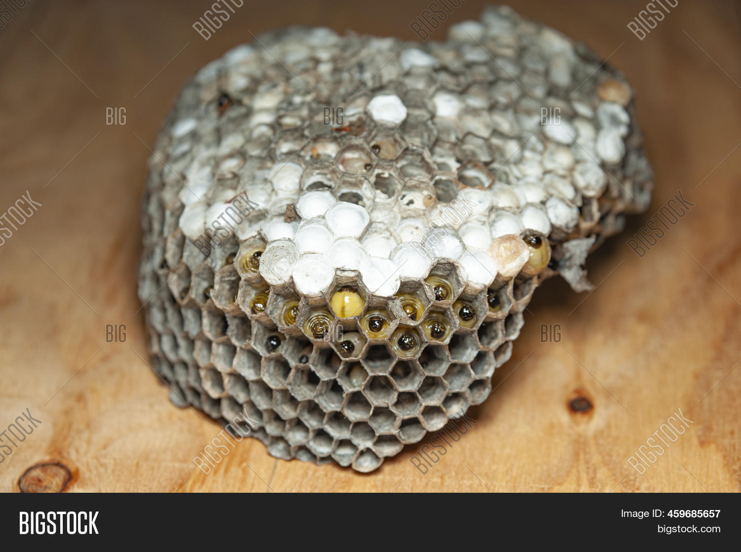 Comb Larvae Wasps Image & Photo (Free Trial) | Bigstock