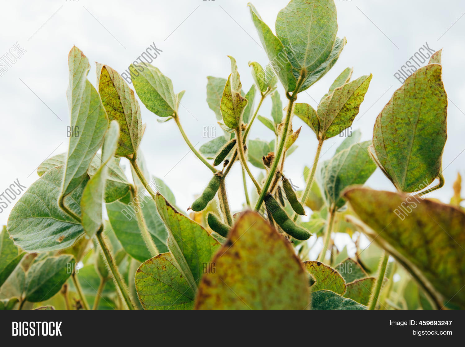 Close- Soybean Plants Image & Photo (Free Trial) | Bigstock