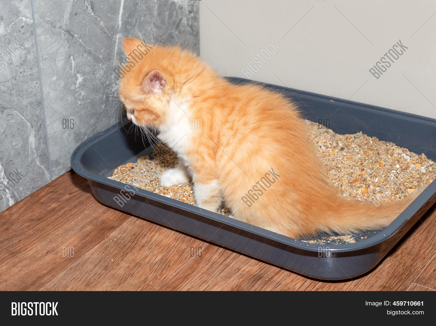 Small Red Kitten Poops Image & Photo (Free Trial) | Bigstock