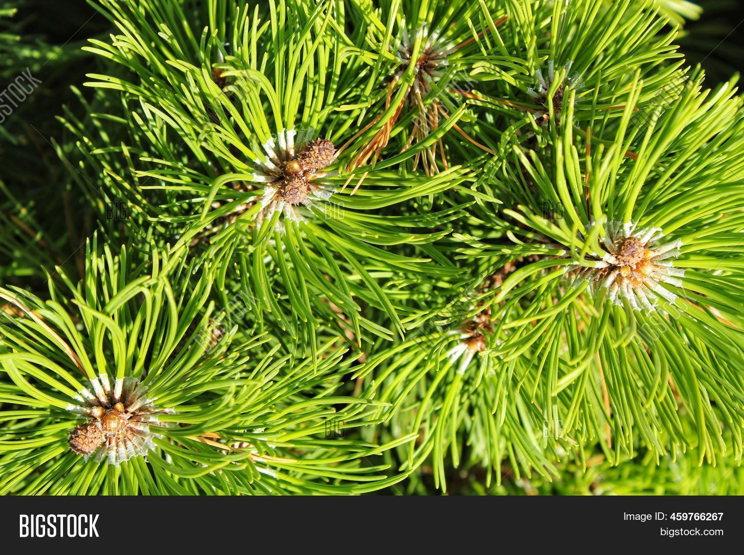 Mountain Pine Tree Image & Photo (Free Trial) | Bigstock