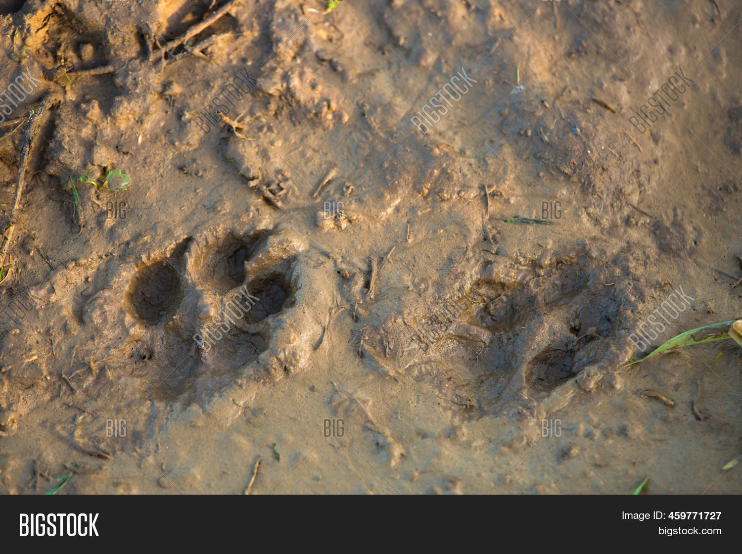 Tracks Young Fox On Image & Photo (Free Trial) | Bigstock