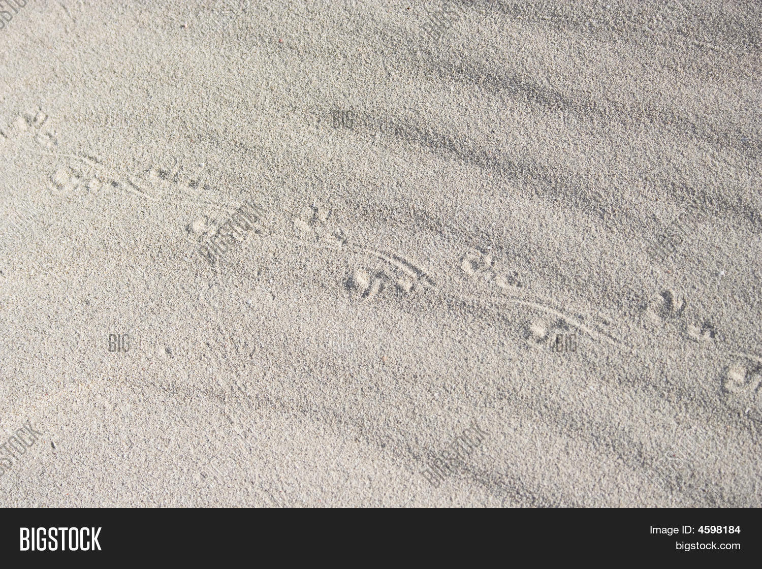 Lizard Footprint Image & Photo (Free Trial) | Bigstock