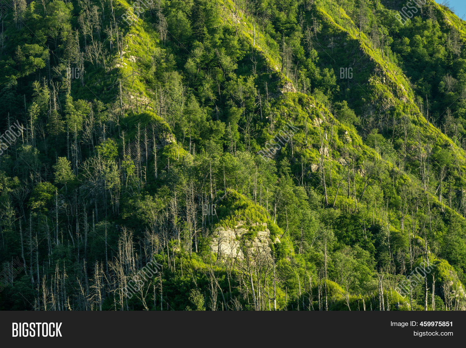 New Growth On Mountain Image & Photo (Free Trial) | Bigstock