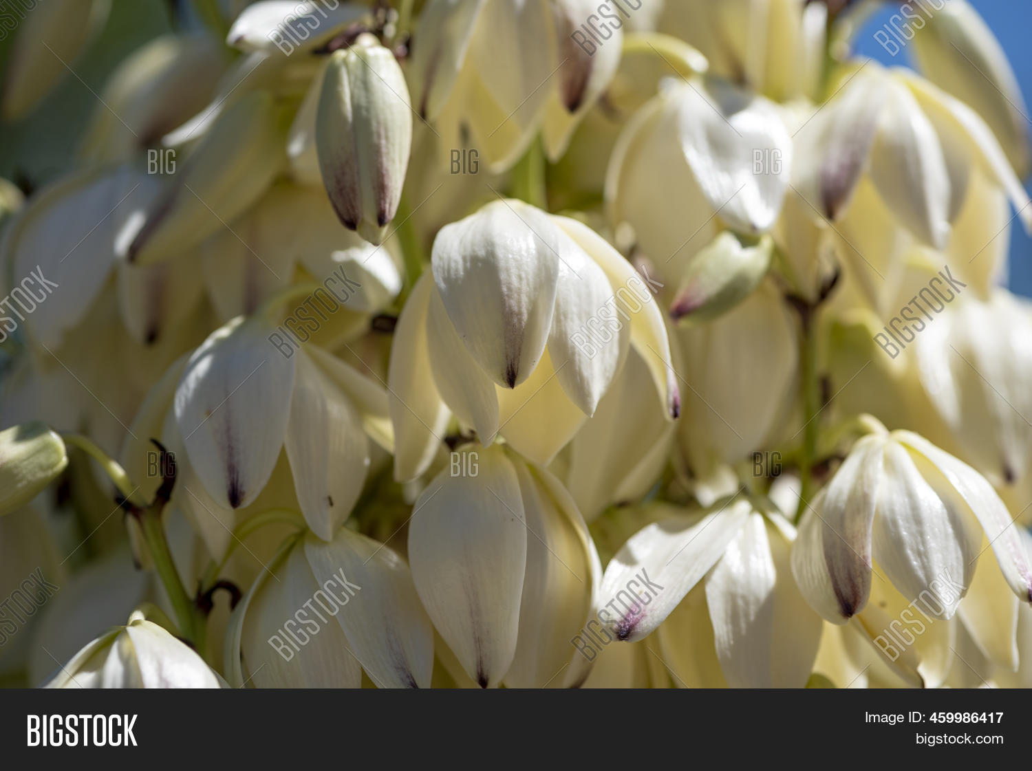 Yucca Gigantea (yucca Image & Photo (Free Trial) | Bigstock