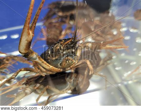 Crayfish Behind Image & Photo (Free Trial) | Bigstock