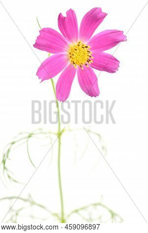Pink Cosmos Flowers Image & Photo (Free Trial) | Bigstock